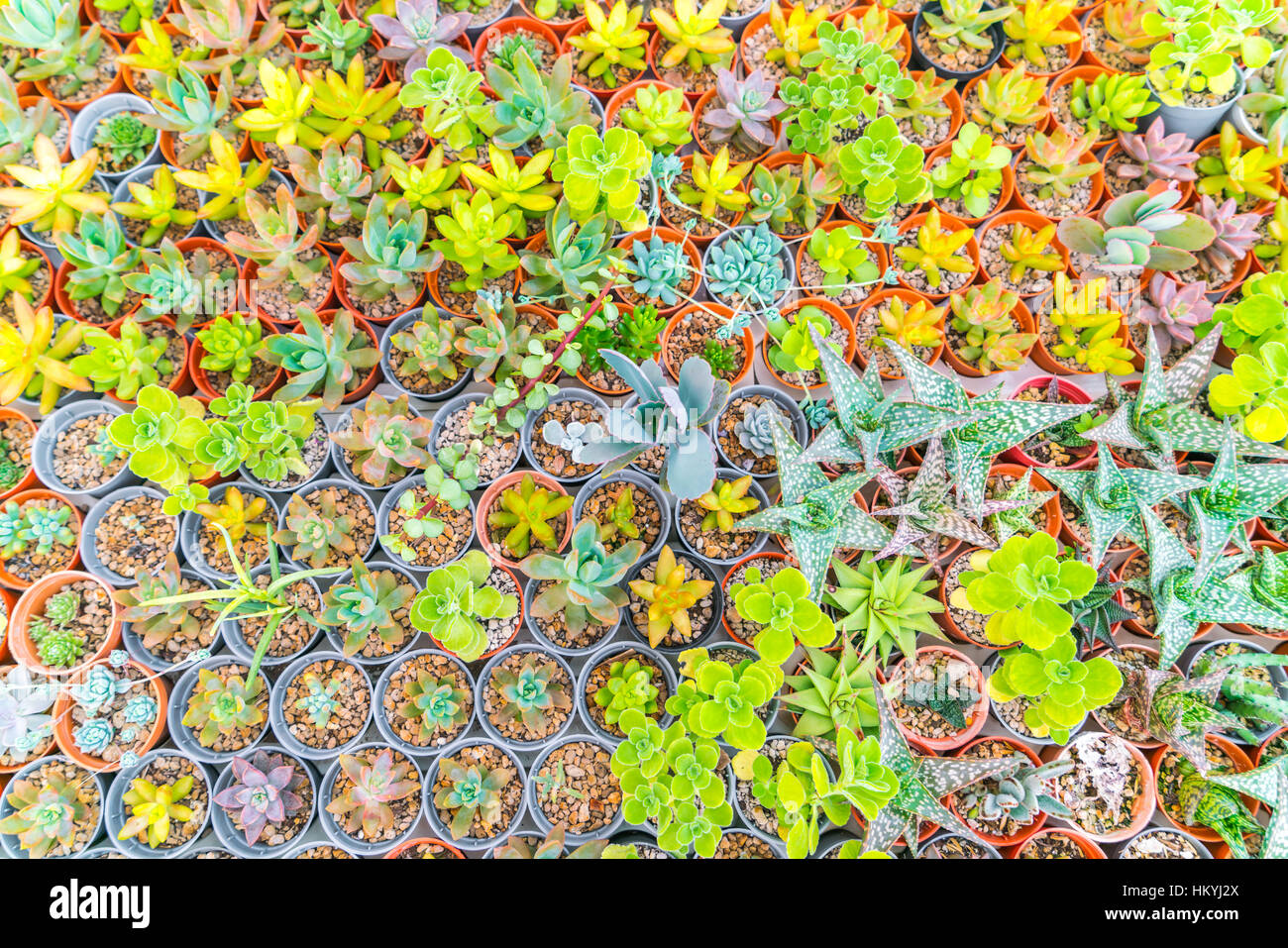 Beautiful small cactus field Stock Photo - Alamy