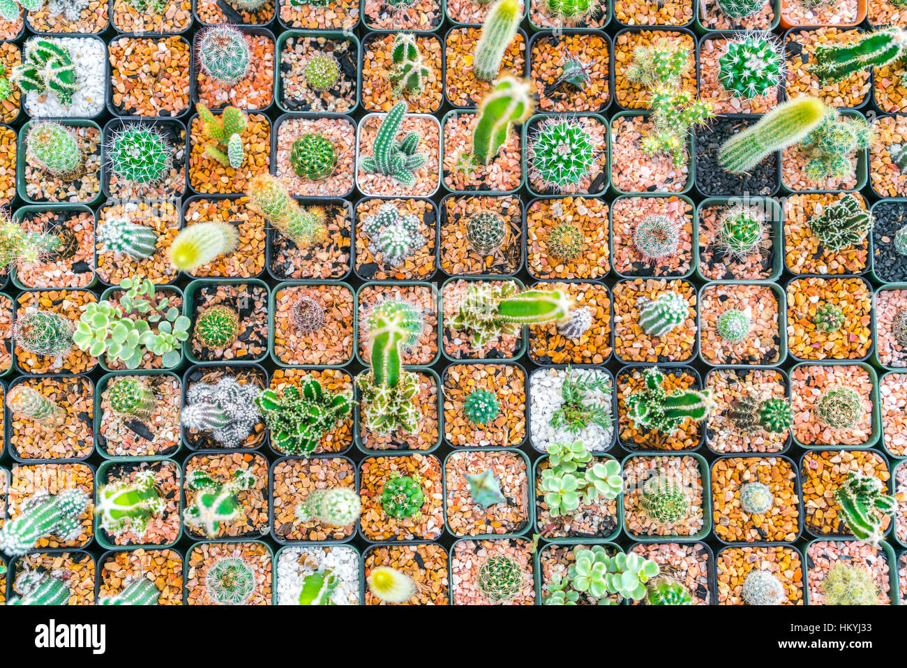 Beautiful small cactus field Stock Photo - Alamy