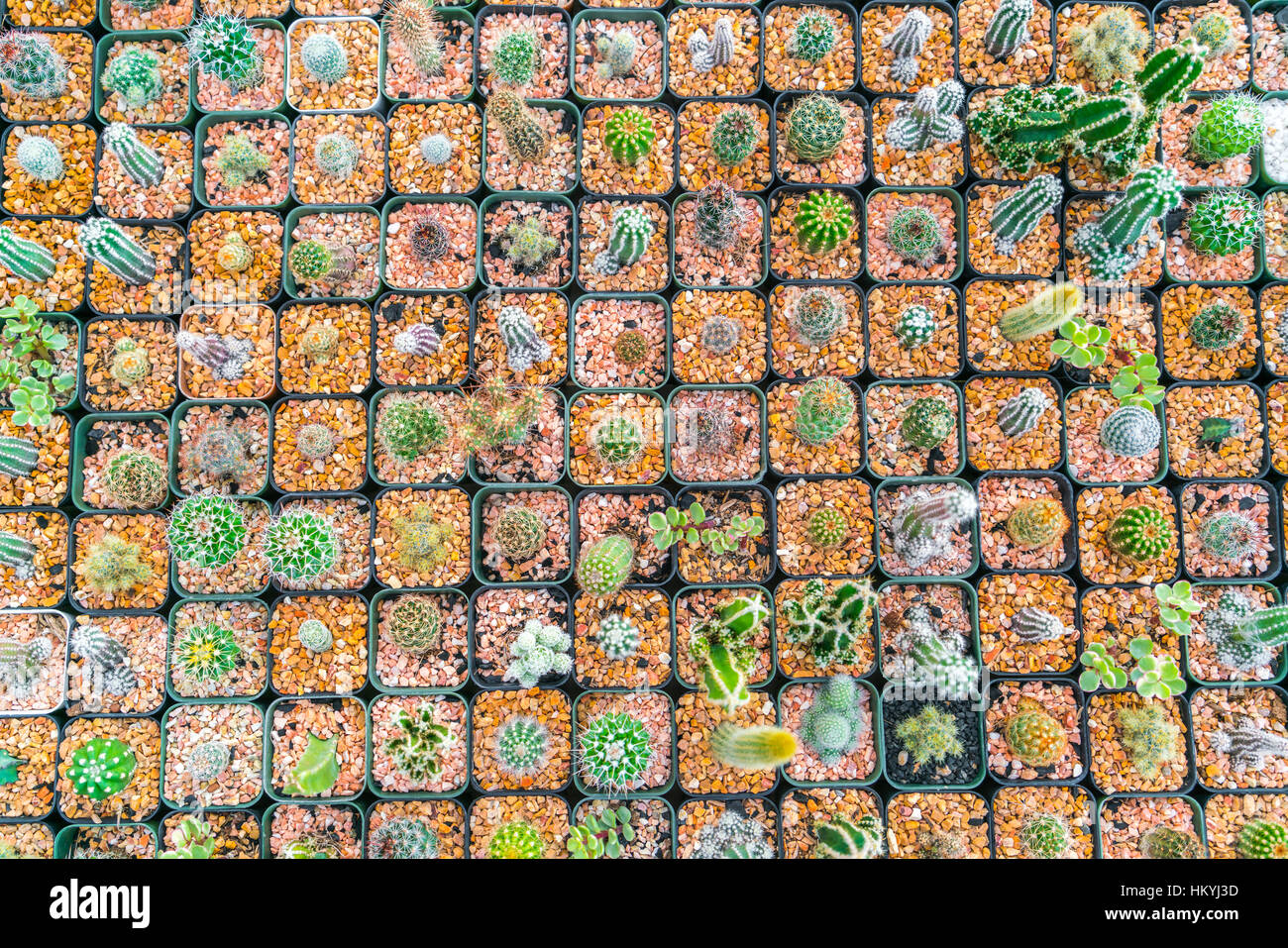 Beautiful small cactus field Stock Photo - Alamy