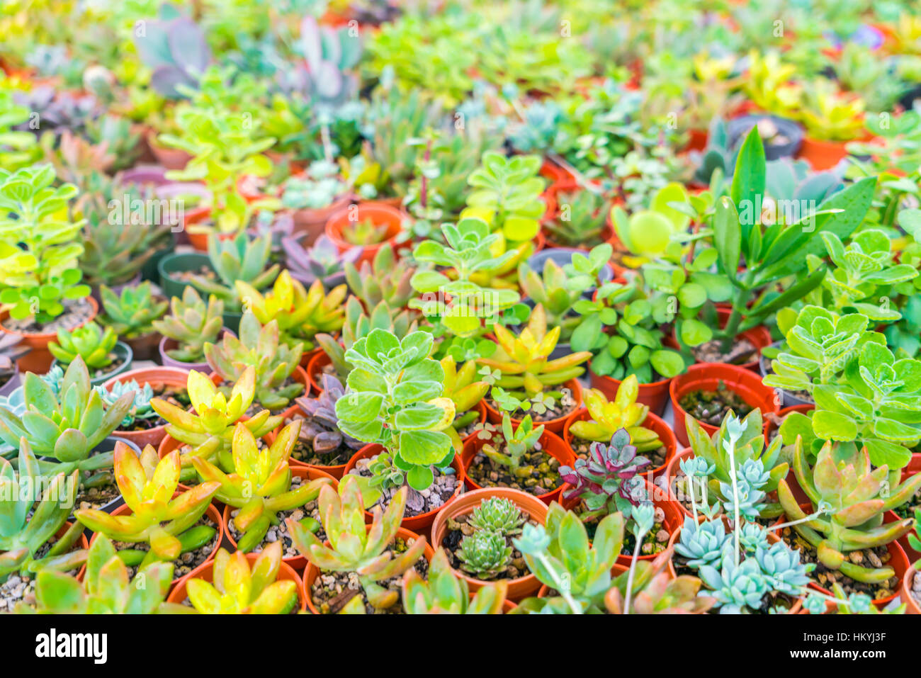 Beautiful small cactus field Stock Photo - Alamy