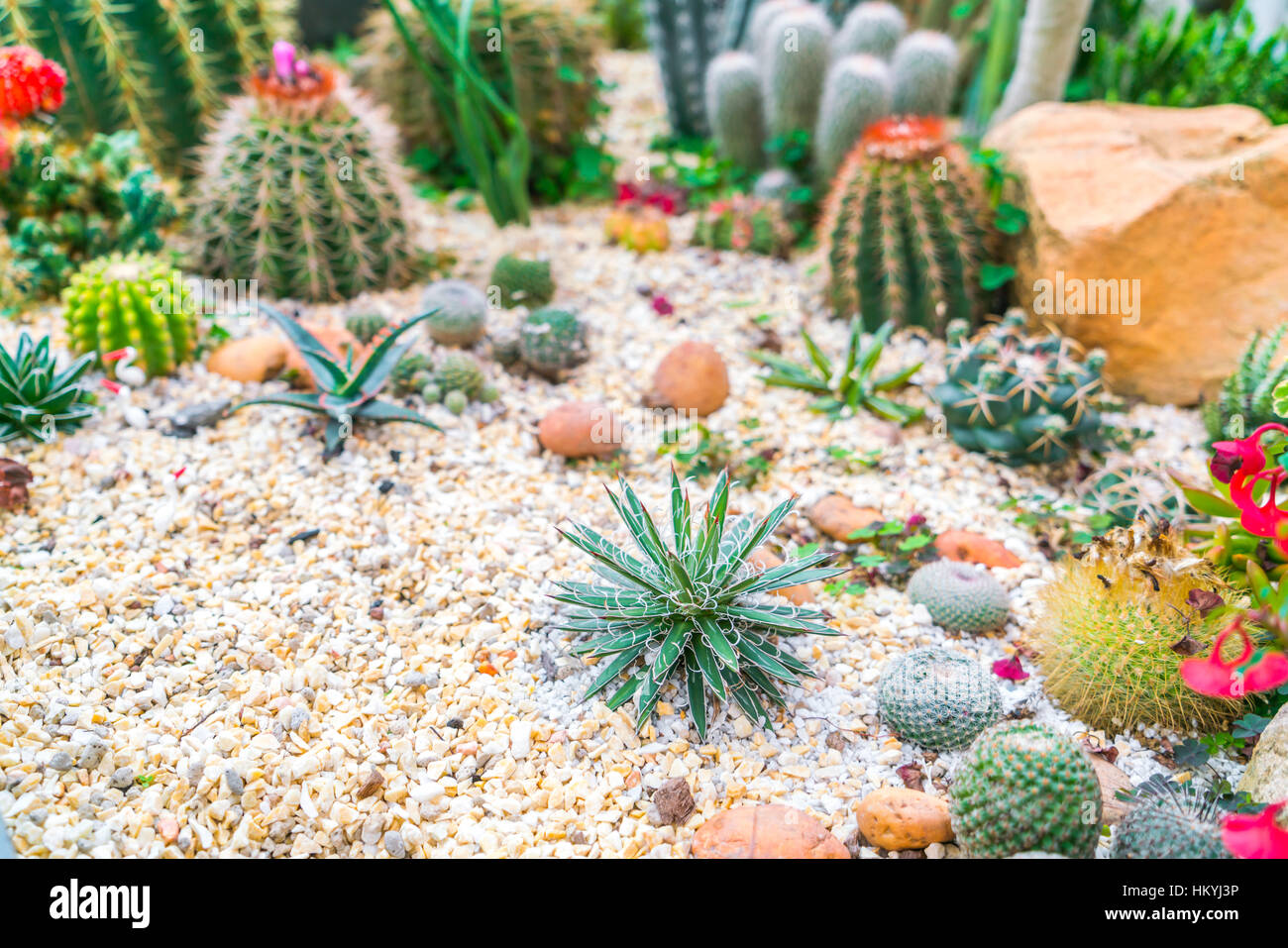 Beautiful small cactus field Stock Photo - Alamy