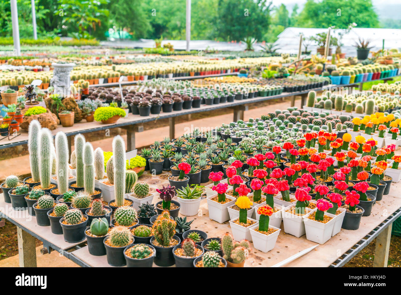 Beautiful small cactus field Stock Photo - Alamy