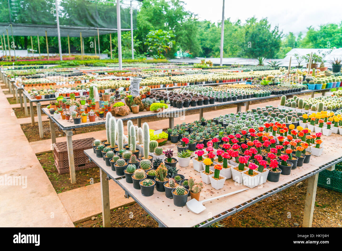 Beautiful small cactus field Stock Photo - Alamy