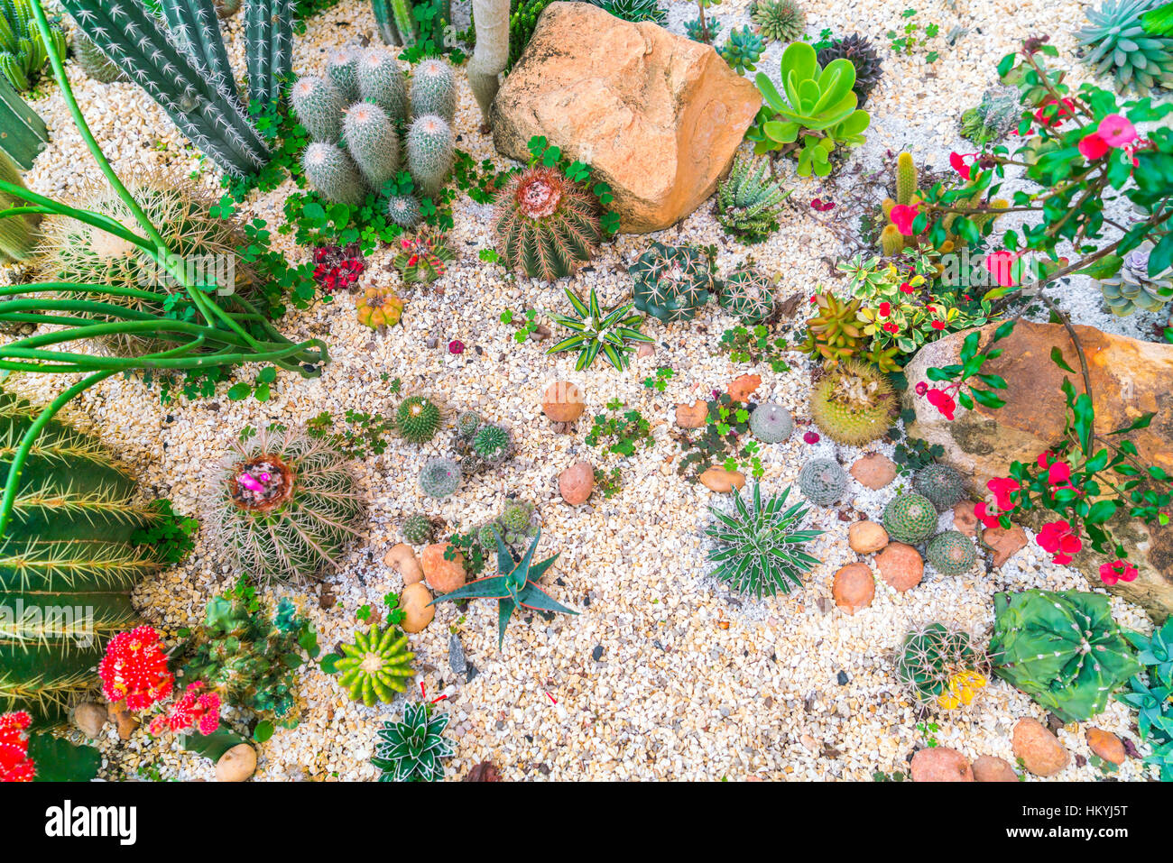 Beautiful small cactus field Stock Photo - Alamy