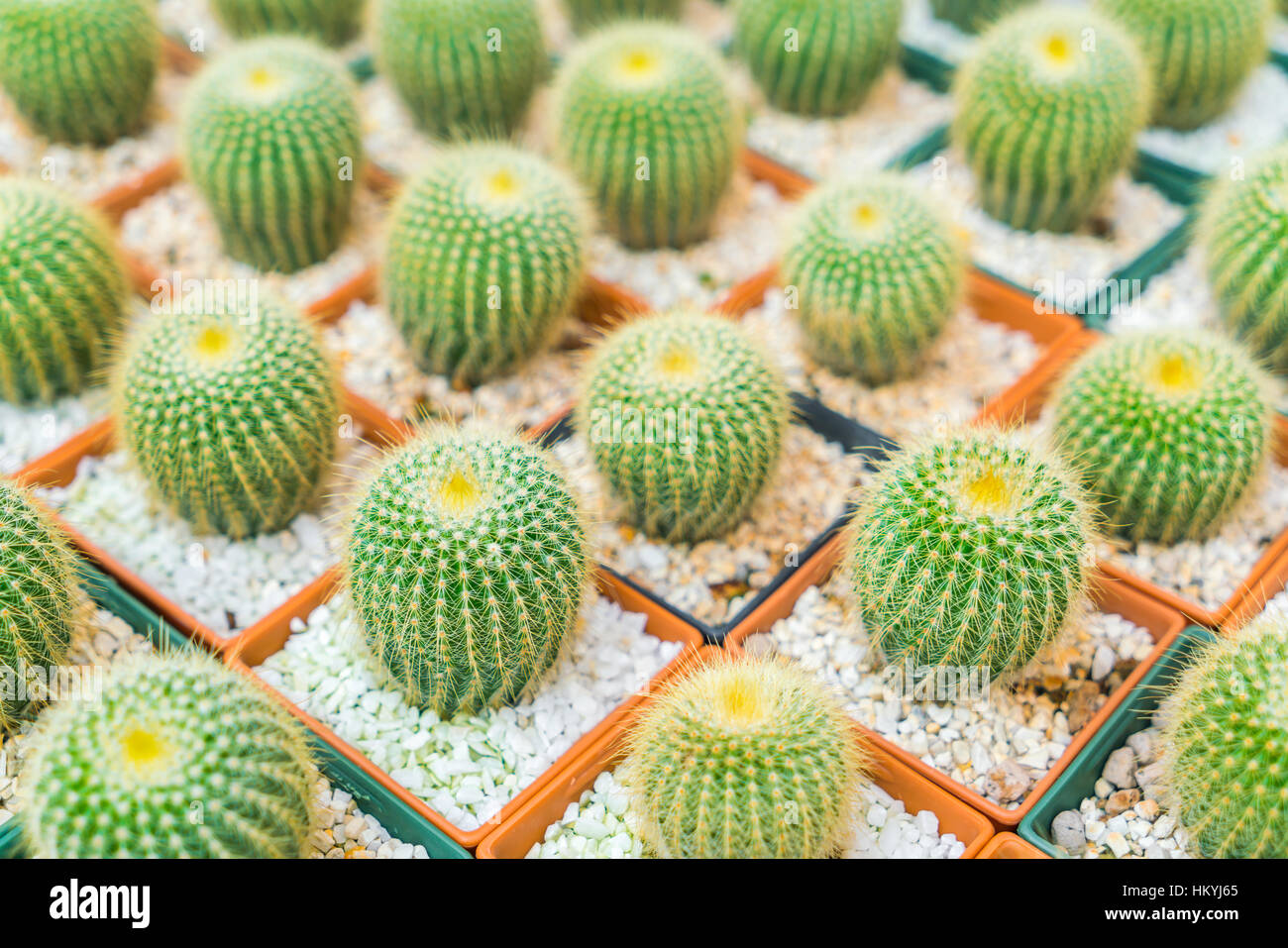 Beautiful small cactus field Stock Photo - Alamy