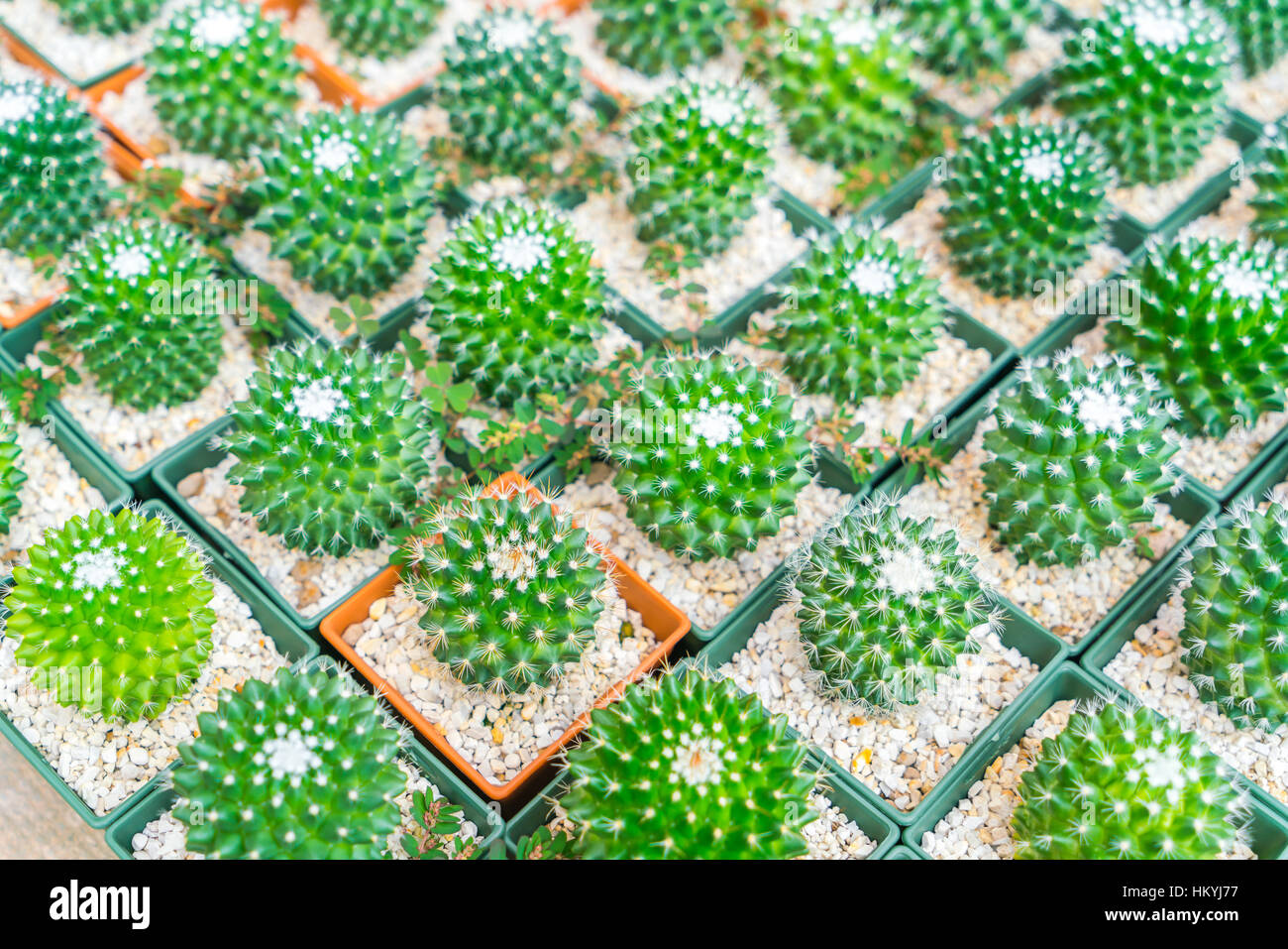 Beautiful small cactus field Stock Photo - Alamy