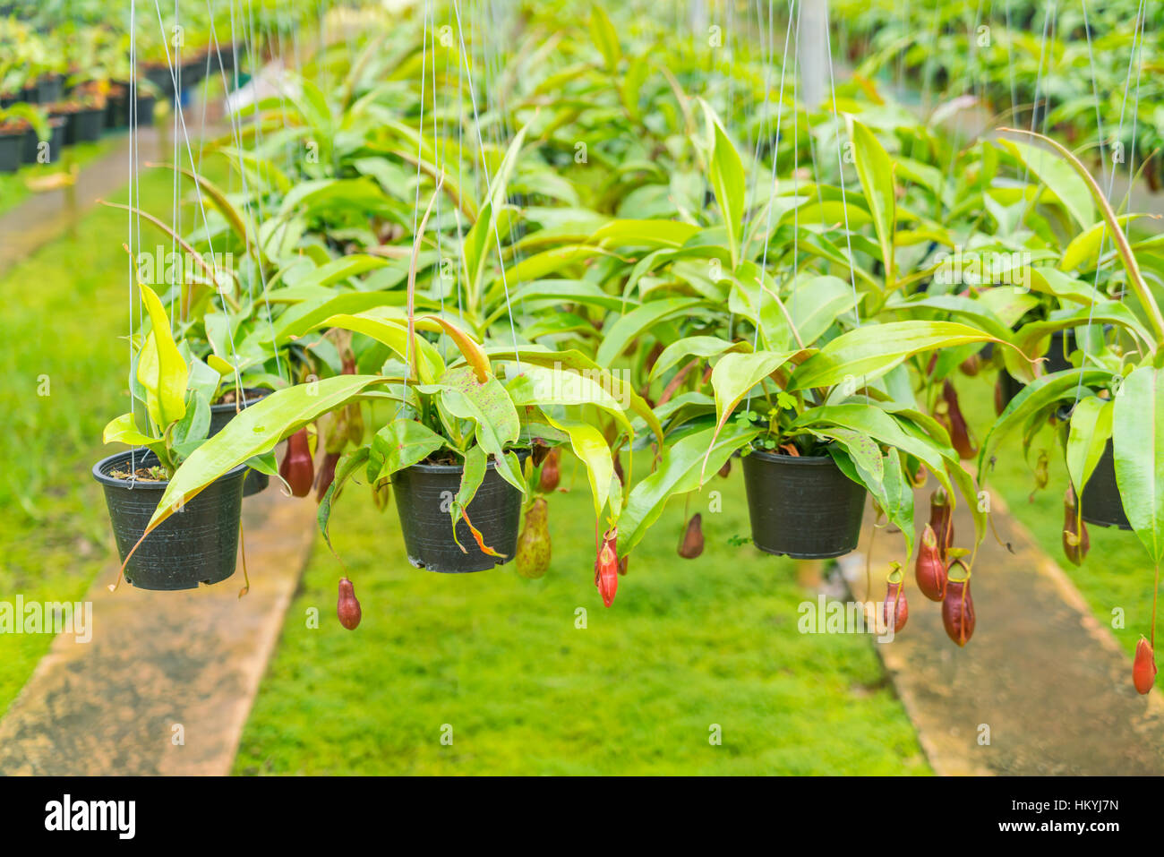 Winged Pitcher Plant Nepenthes Alata High Resolution Stock Photography ...