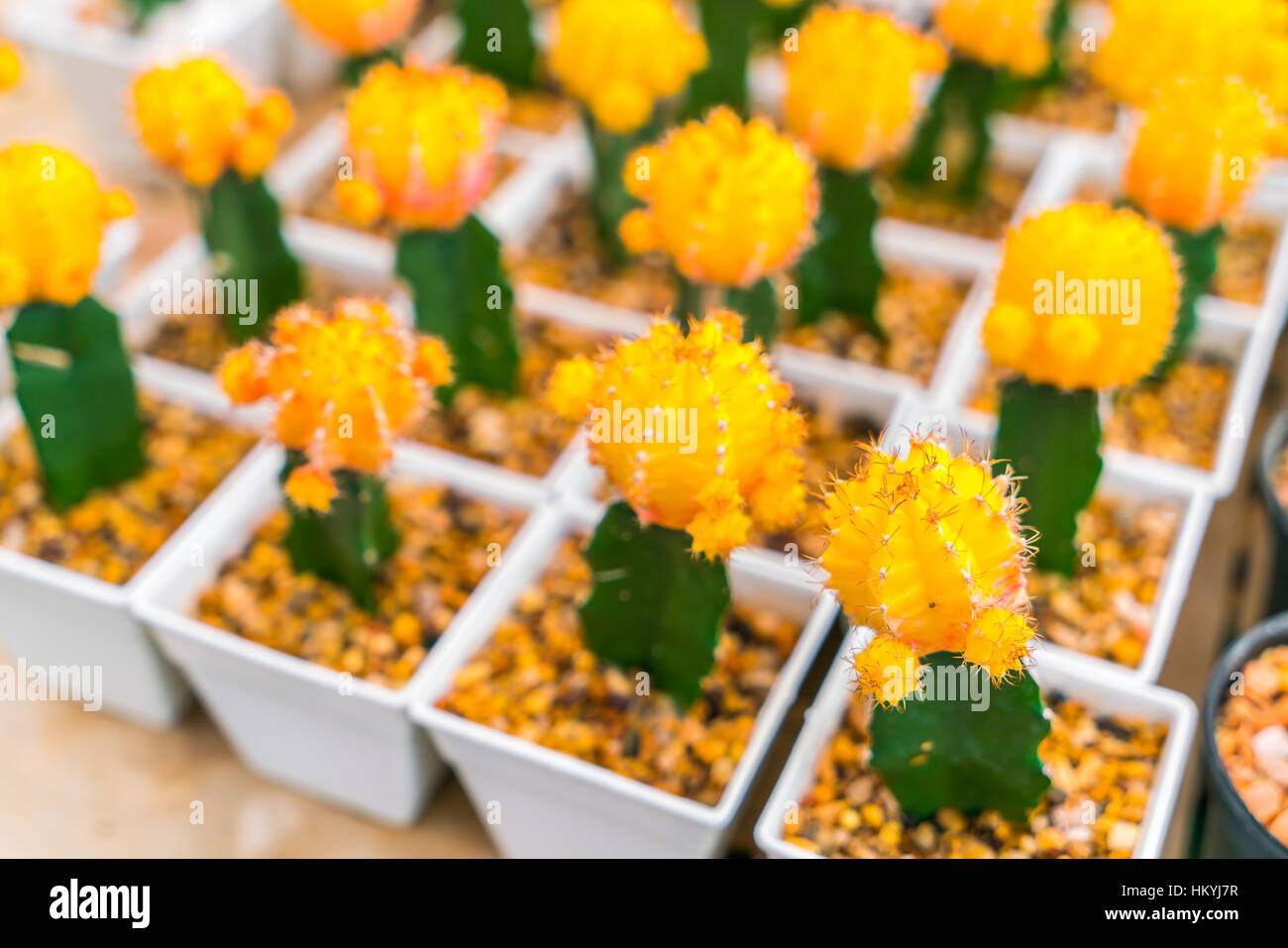 Beautiful small cactus field Stock Photo - Alamy