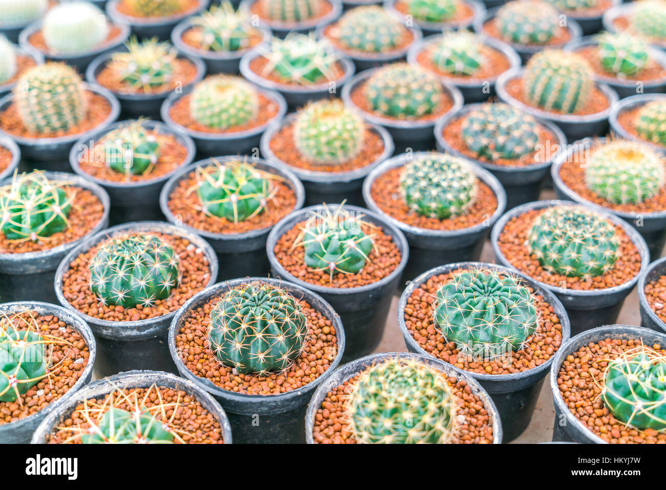 Beautiful small cactus field Stock Photo - Alamy