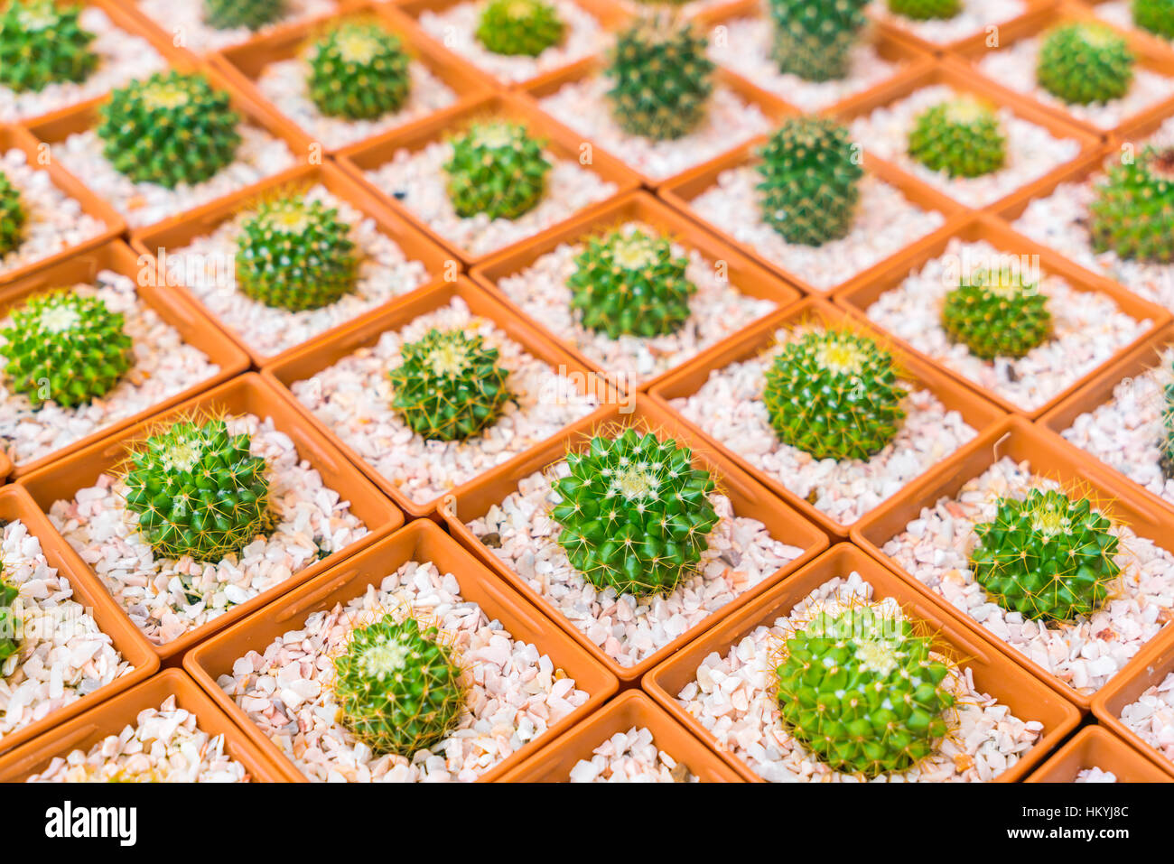 Beautiful small cactus field Stock Photo - Alamy