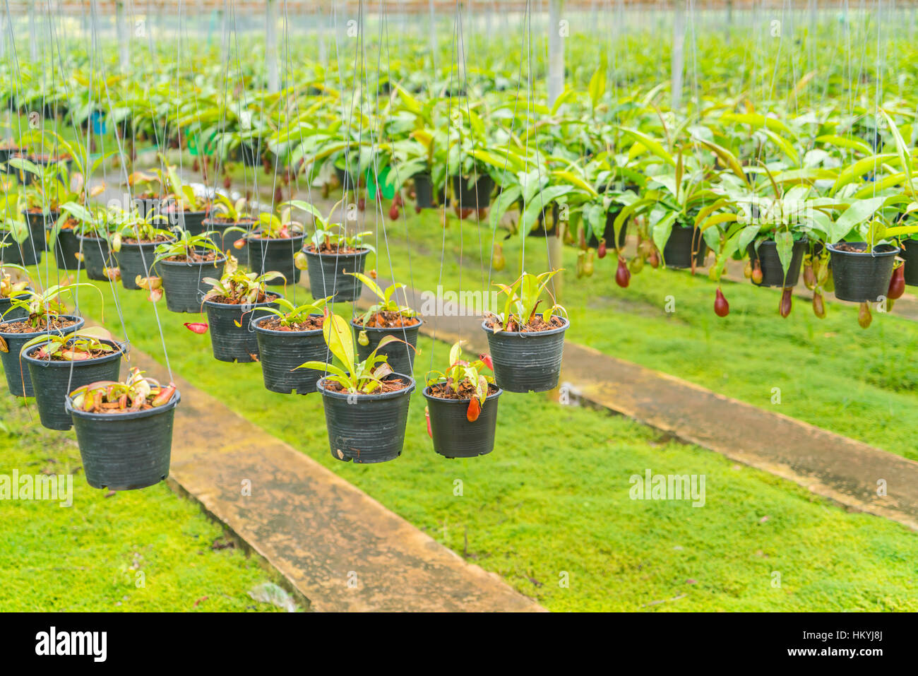 Winged Pitcher Plant Nepenthes Alata High Resolution Stock Photography ...