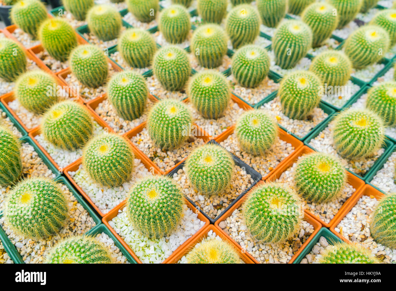 Beautiful small cactus field Stock Photo - Alamy