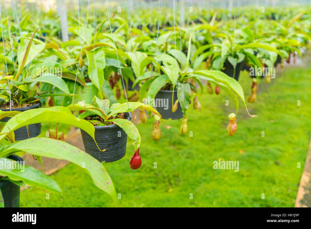 Winged Pitcher Plant Nepenthes Alata High Resolution Stock Photography ...