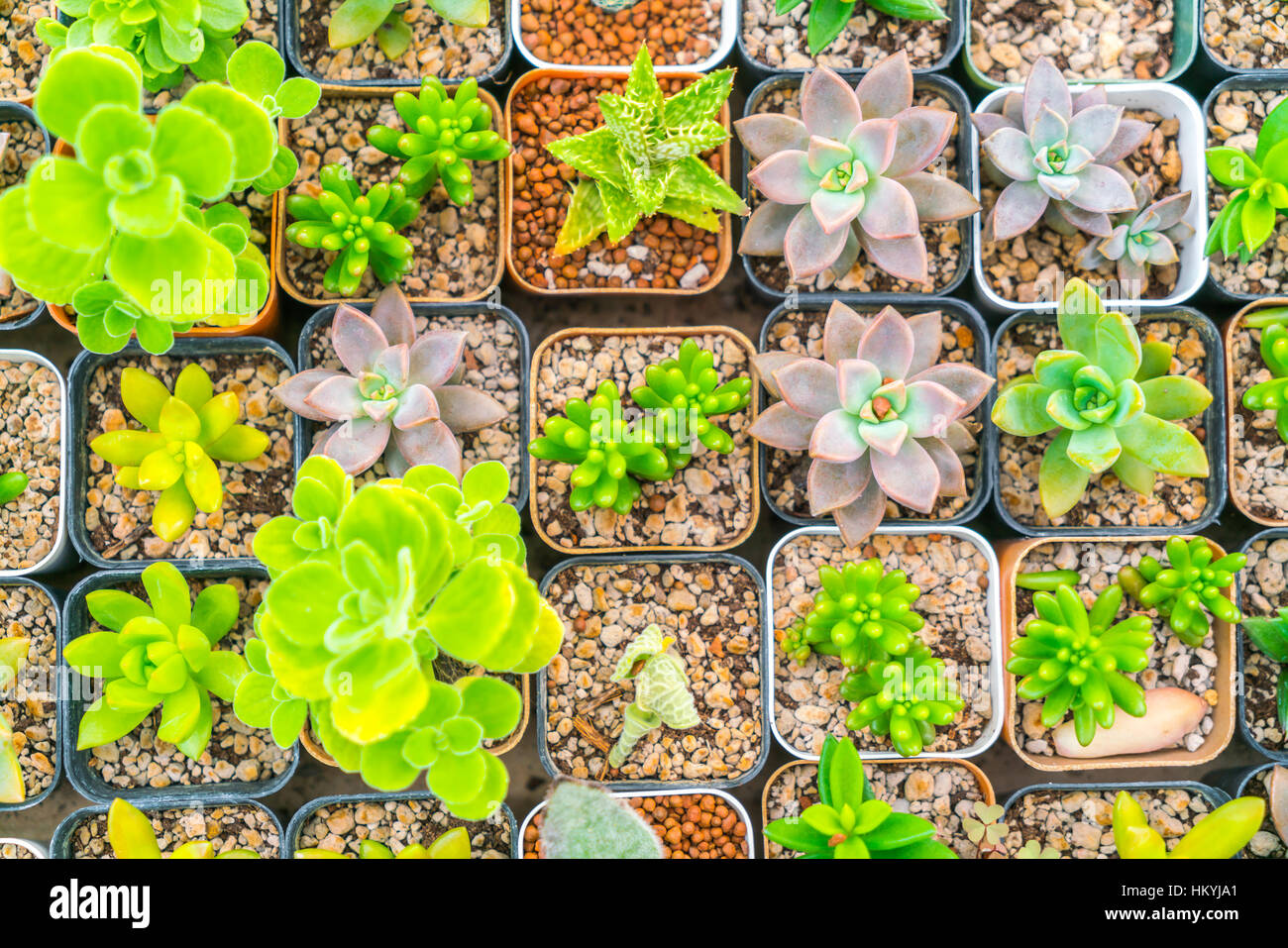 Beautiful small cactus field Stock Photo - Alamy