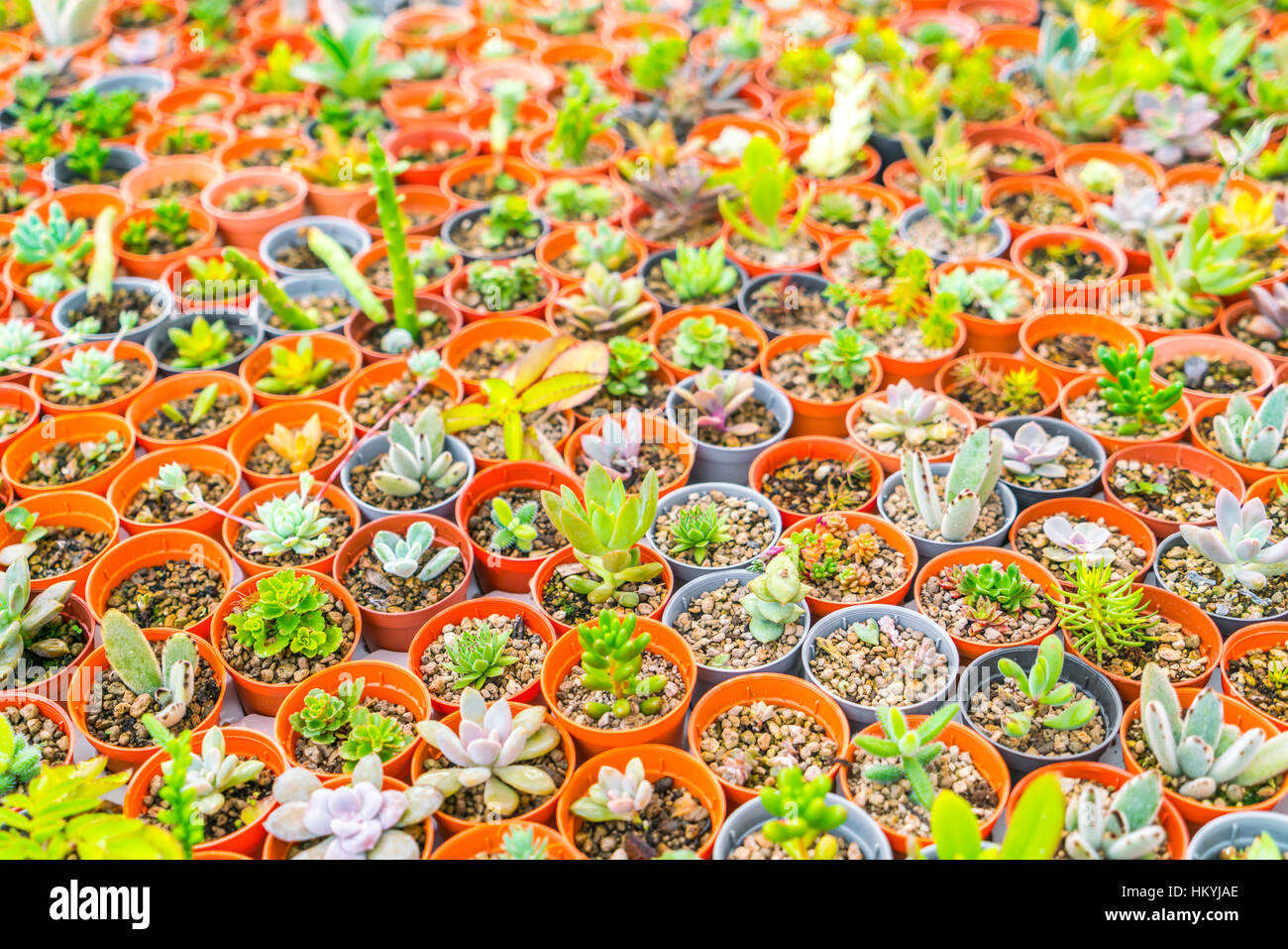 Beautiful small cactus field Stock Photo - Alamy