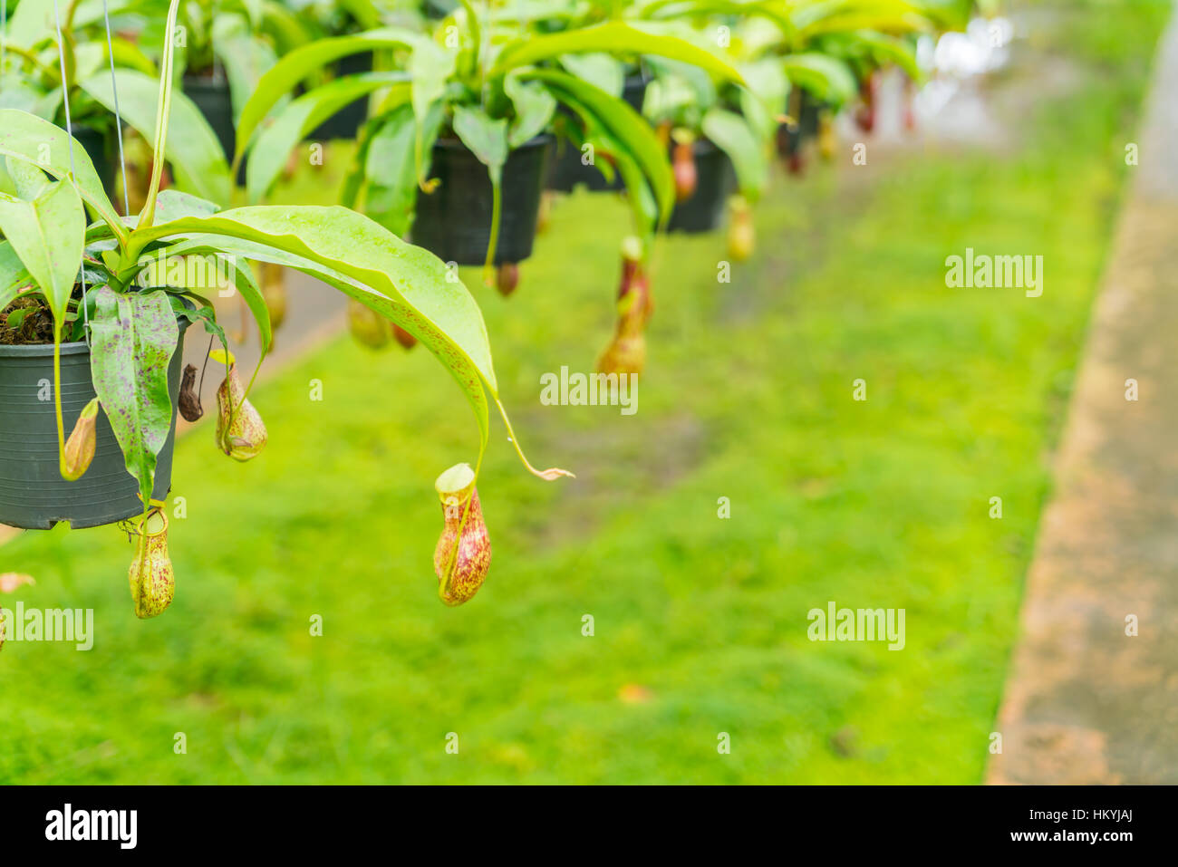 Winged Pitcher Plant Nepenthes Alata High Resolution Stock Photography ...