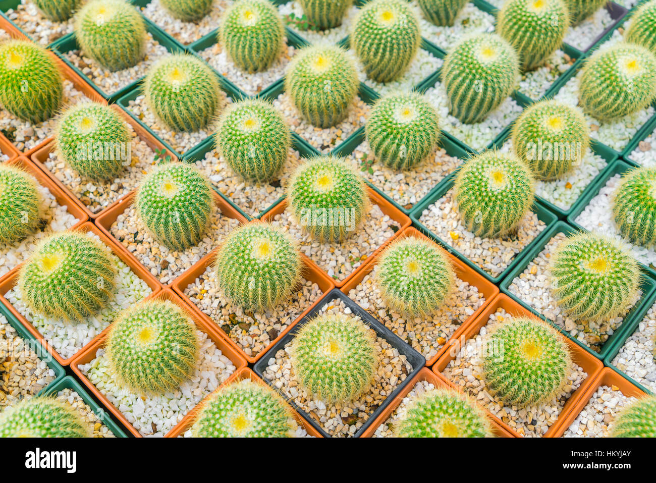 Beautiful small cactus field Stock Photo - Alamy