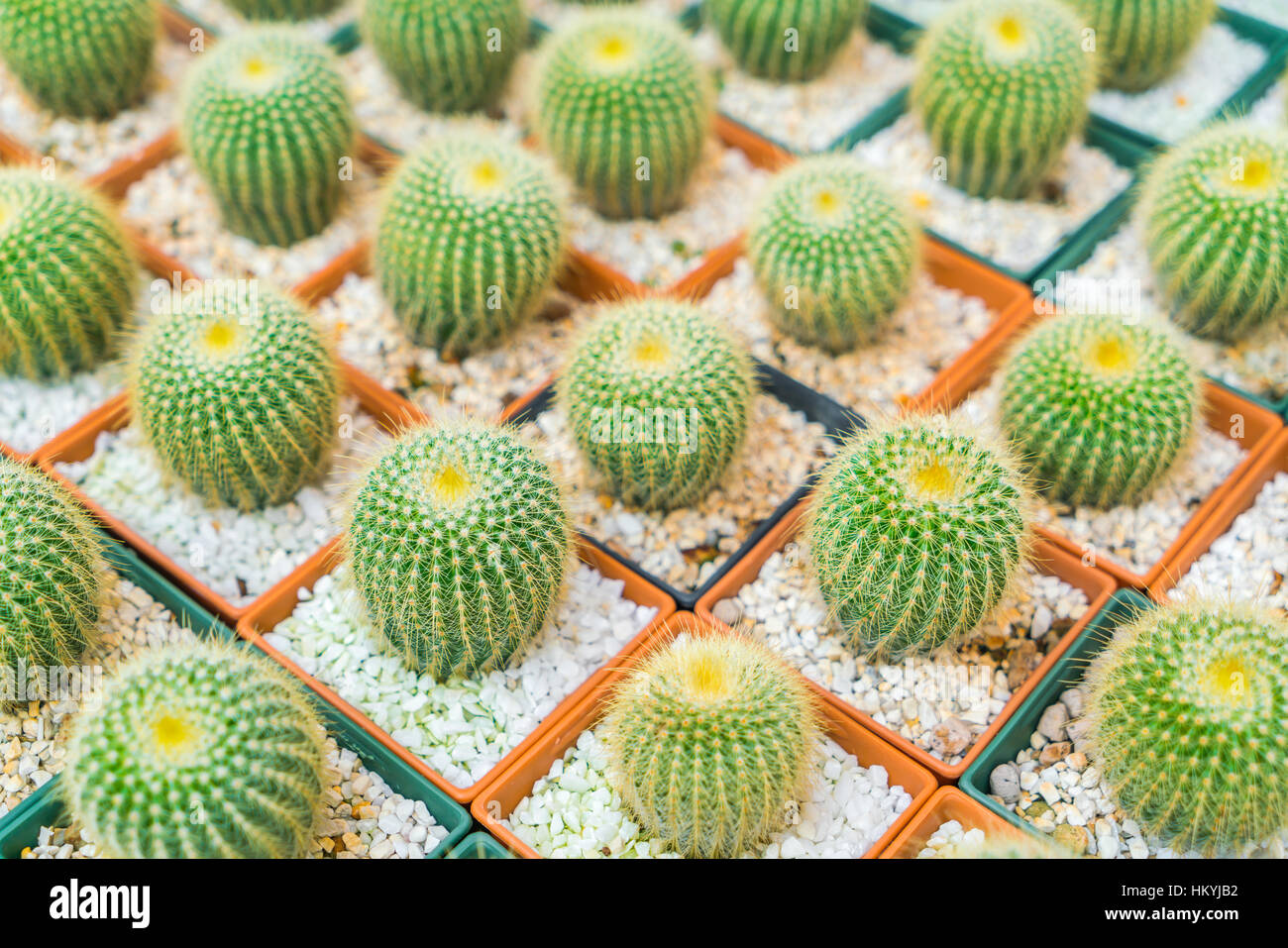 Beautiful small cactus field Stock Photo - Alamy