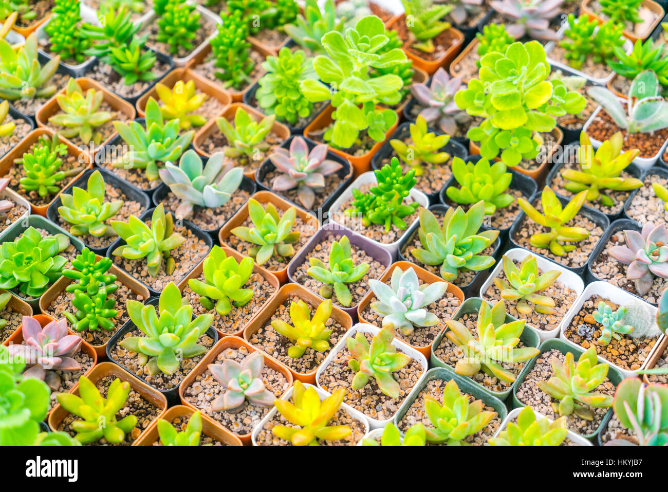 Beautiful small cactus field Stock Photo - Alamy