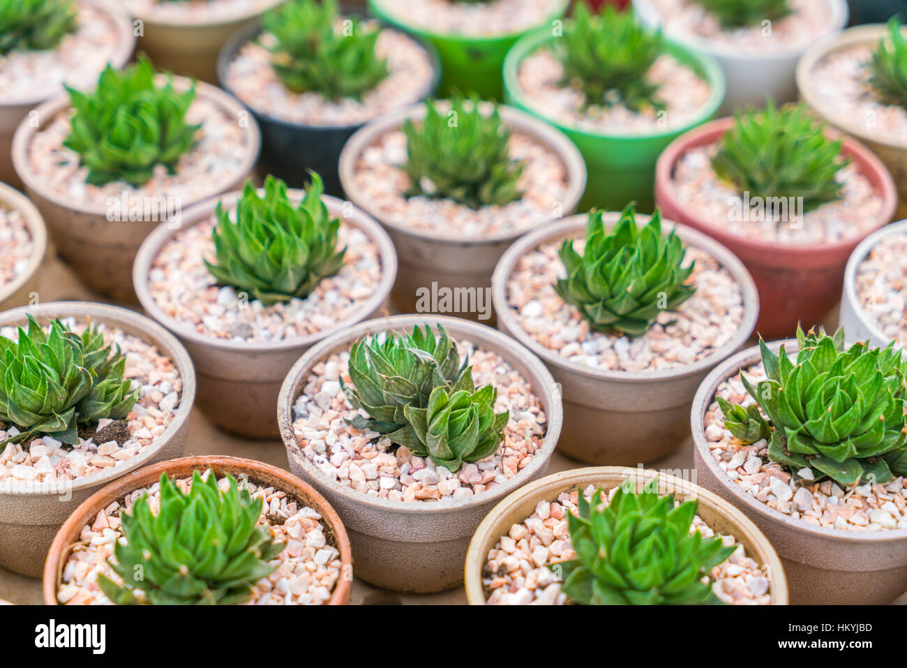 Beautiful small cactus field Stock Photo - Alamy