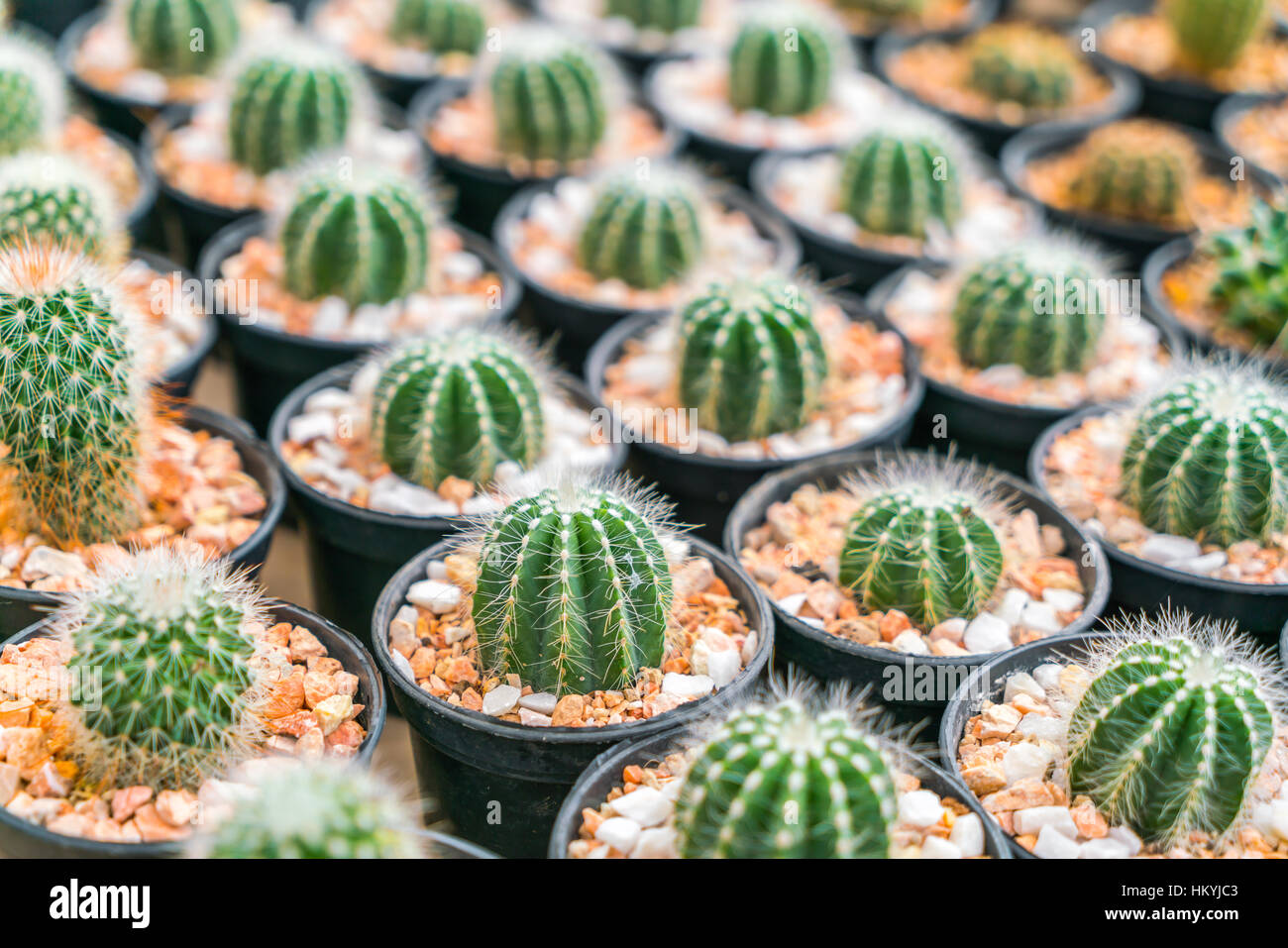 Beautiful small cactus field Stock Photo - Alamy