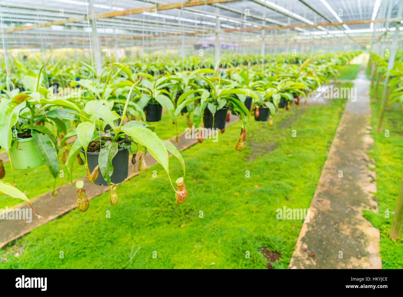Winged Pitcher Plant Nepenthes Alata High Resolution Stock Photography ...