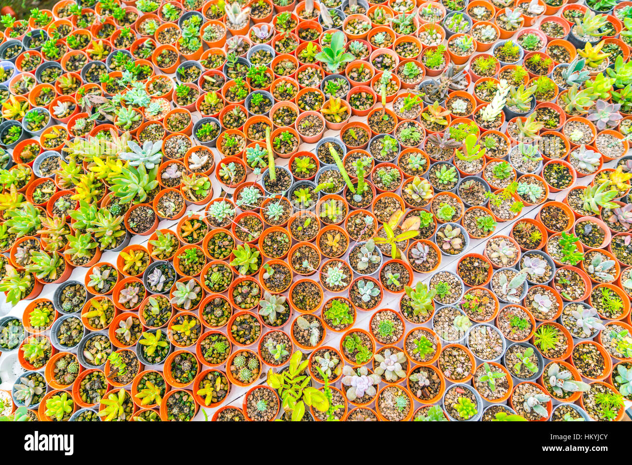 Beautiful small cactus field Stock Photo - Alamy