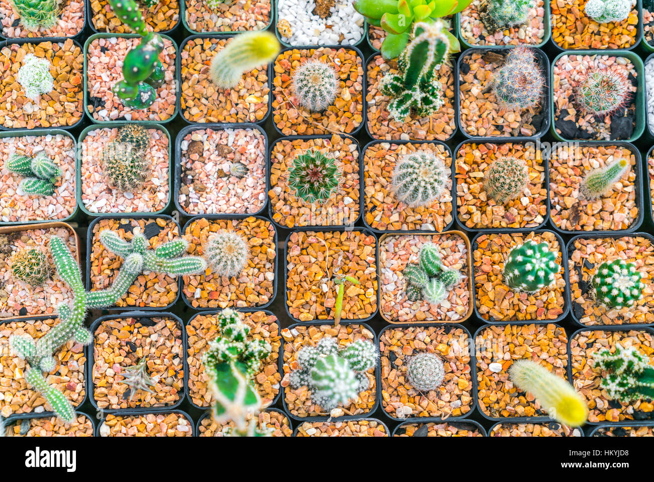 Beautiful small cactus field Stock Photo - Alamy