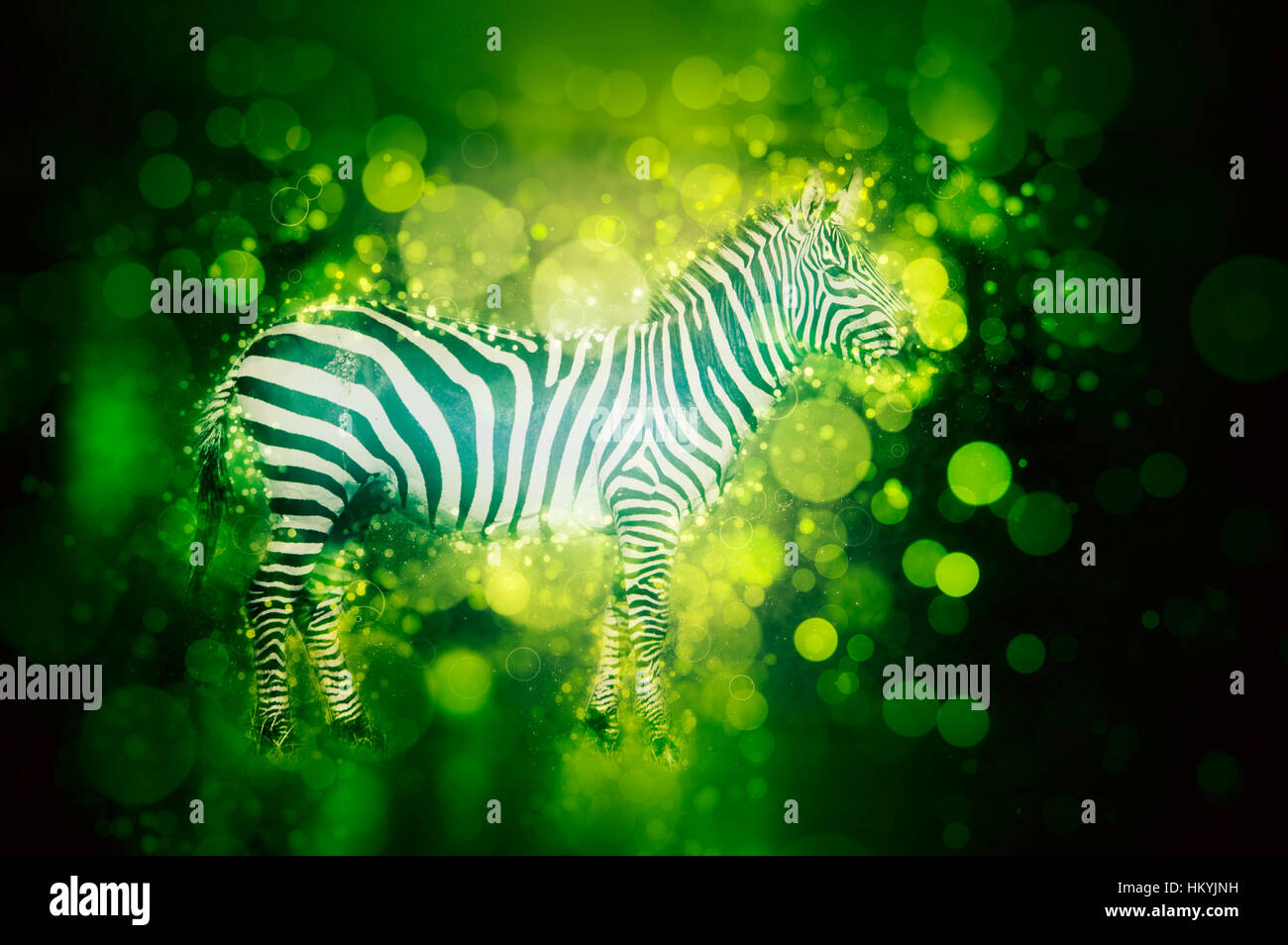 Digitally enhanced image of a Common zebra or plains Zebra (equus ...
