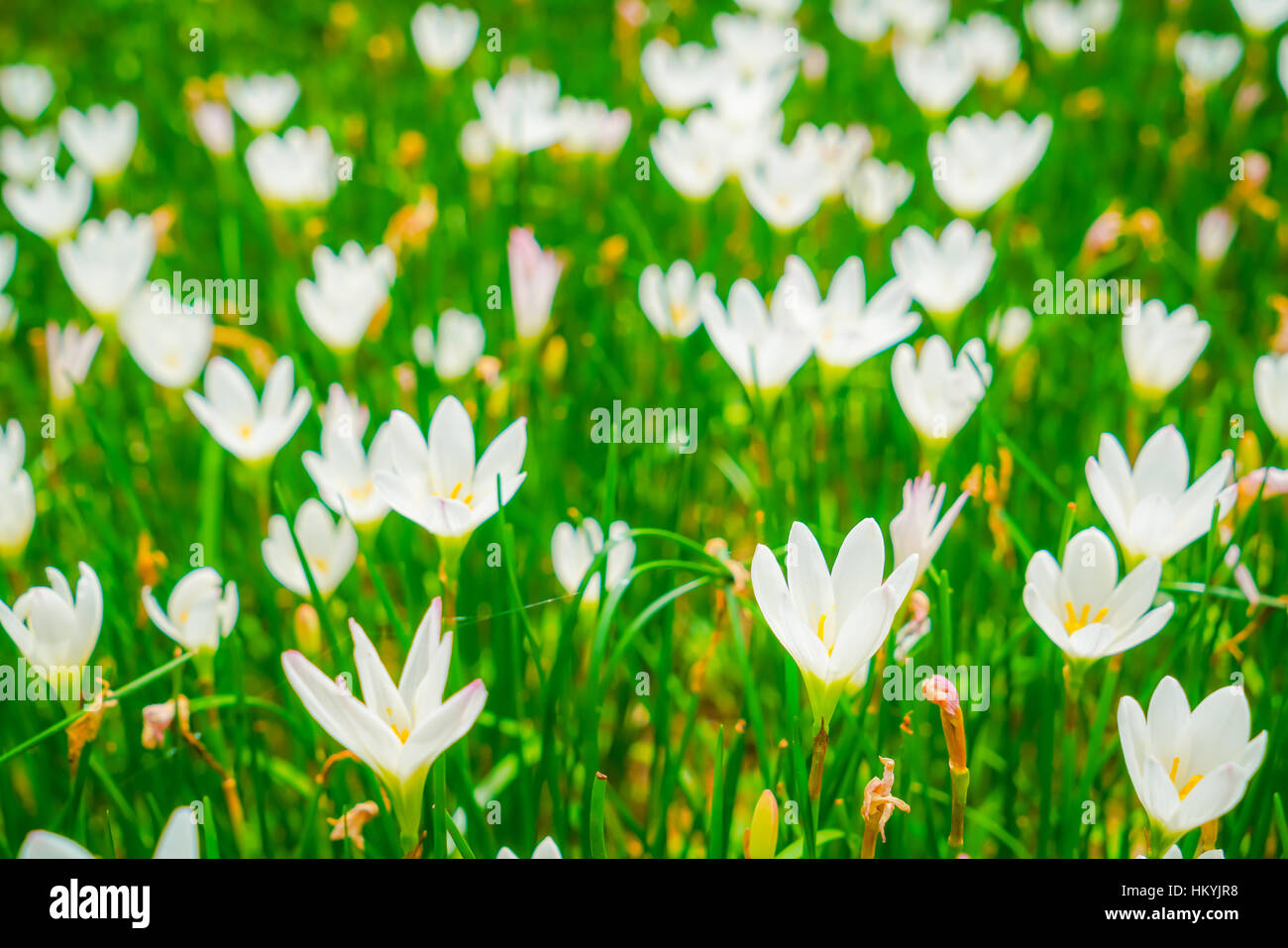 Beautiful White bunch flowers on green grass background Stock Photo - Alamy