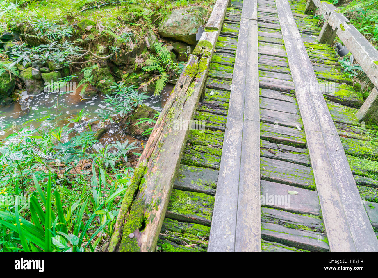 Wooden bridge in tropical green forest covered with moss Stock Photo ...