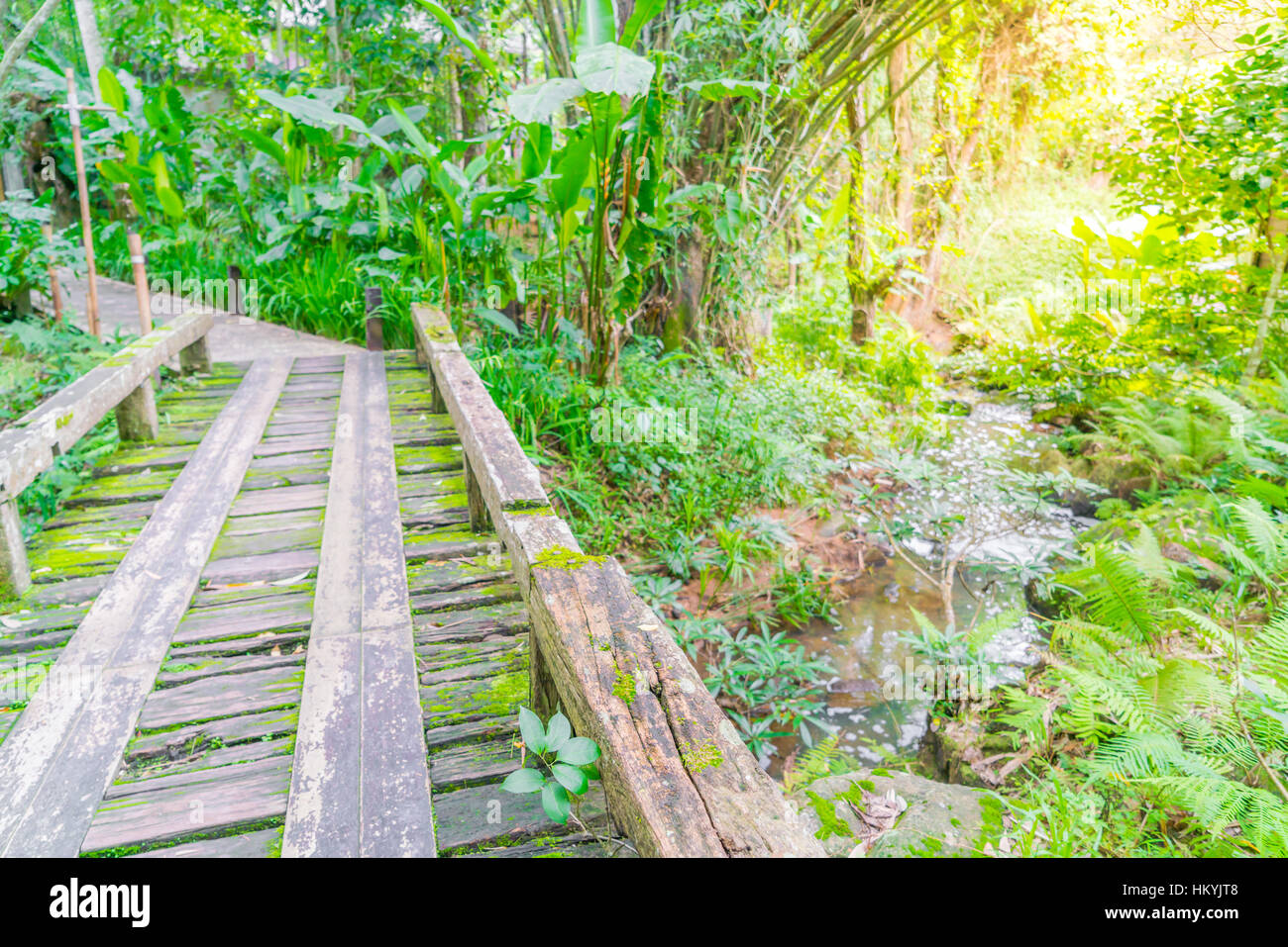 Wooden bridge in tropical green forest covered with moss Stock Photo ...