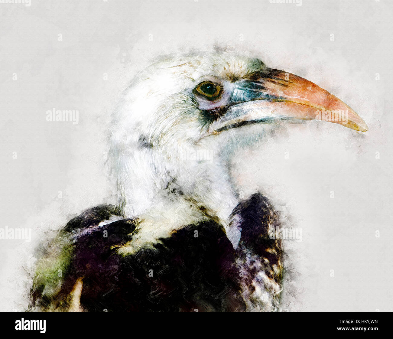 Digitally enhanced image Close up portrait of a Red-billed Hornbill ...