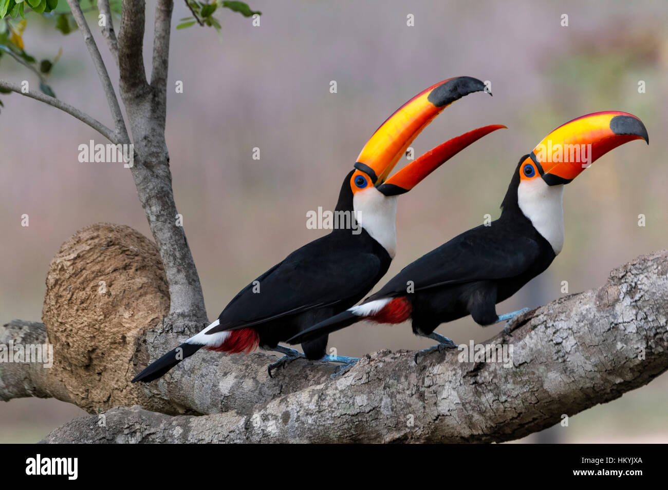 Couple of Toco Toucan (Ramphastos toco), Pantanal, Mato Grosso, Brazil ...