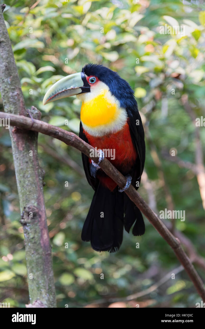Red-breasted Toucan (Ramphastos dicolorus), Pantanal, Mato grosso ...