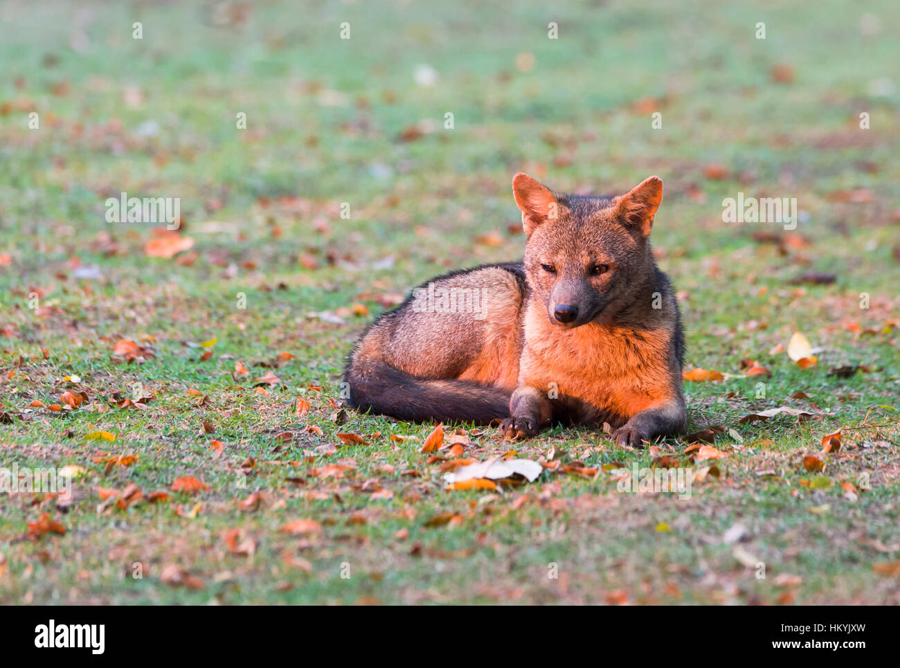 Brazilian fox hi-res stock photography and images - Alamy