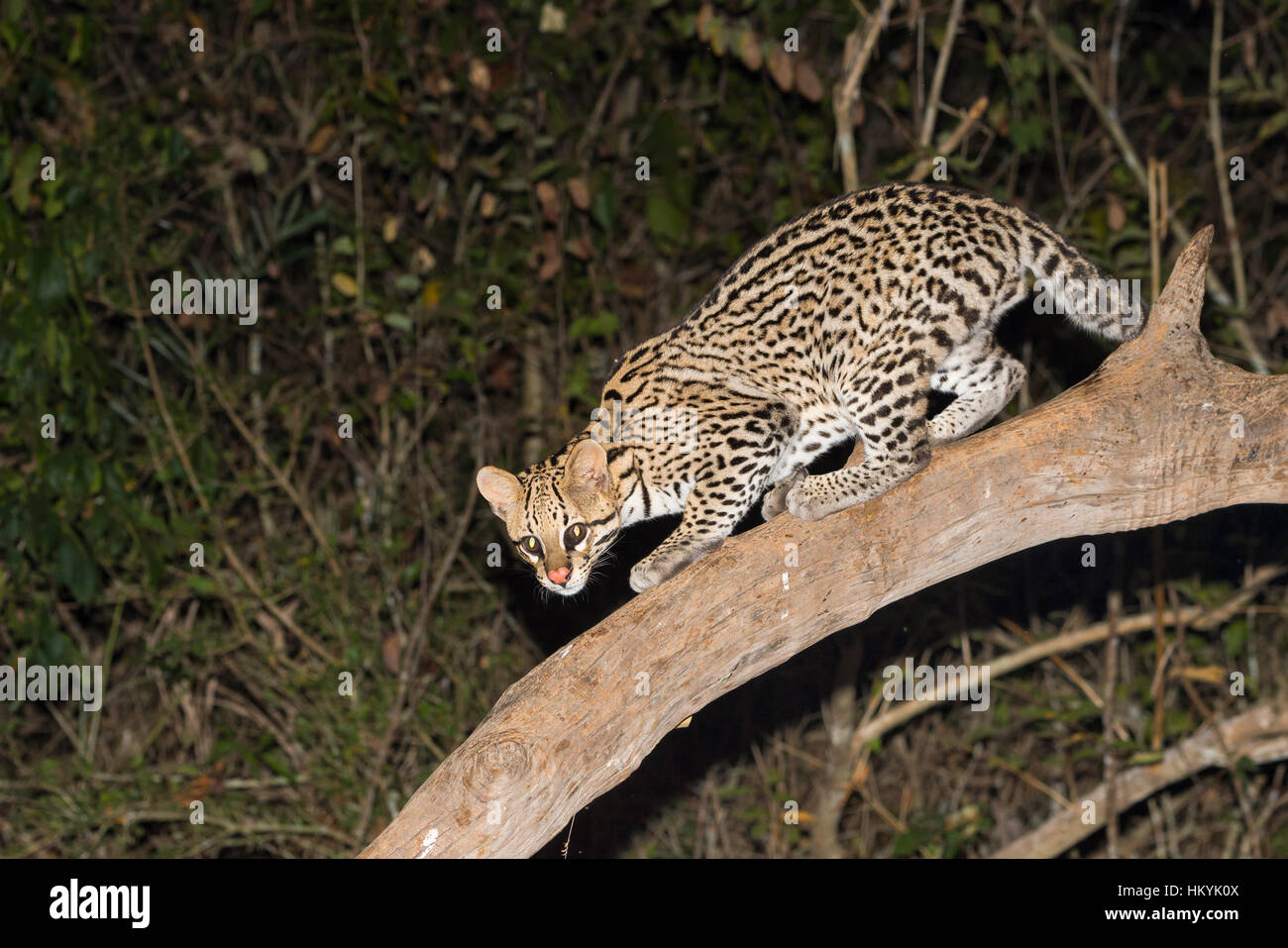 Ocelot (Leopardus pardalis) at night, Pantanal, Mato Grosso, Brazil ...