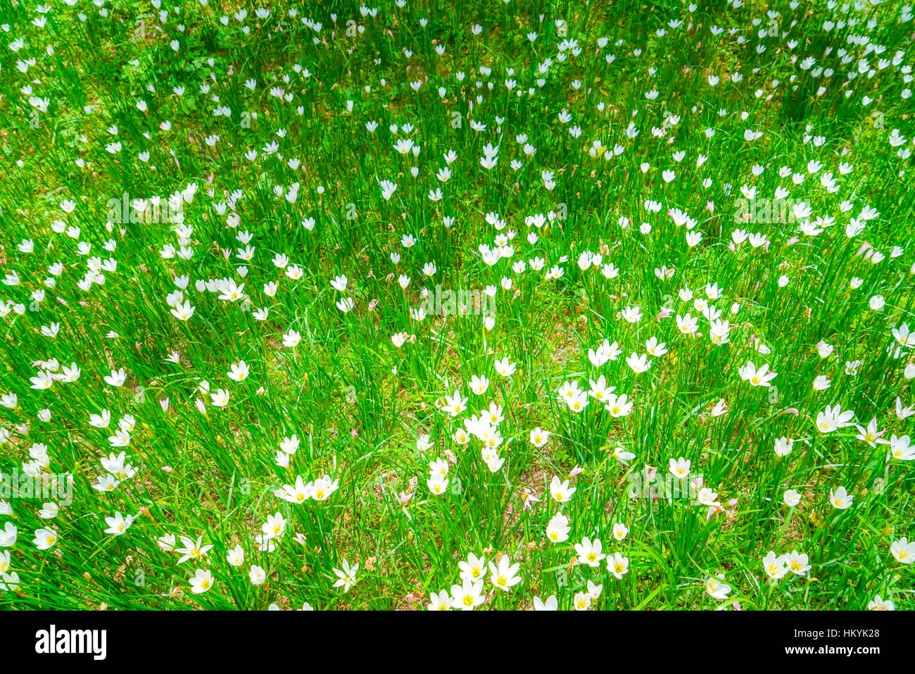 Beautiful White bunch flowers on green grass background Stock Photo - Alamy