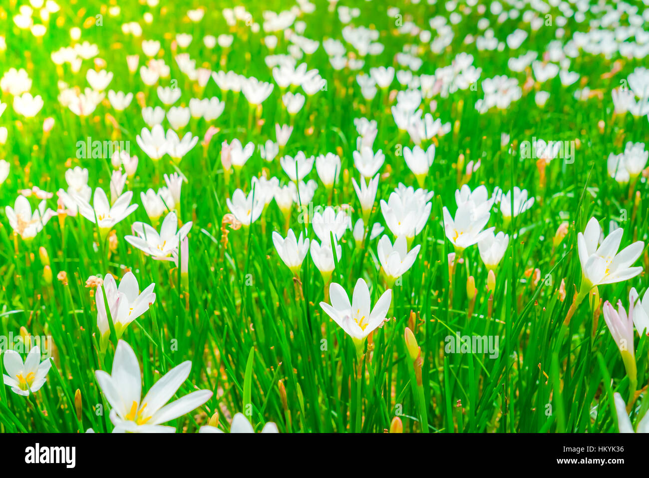 Beautiful White bunch flowers on green grass background Stock Photo - Alamy