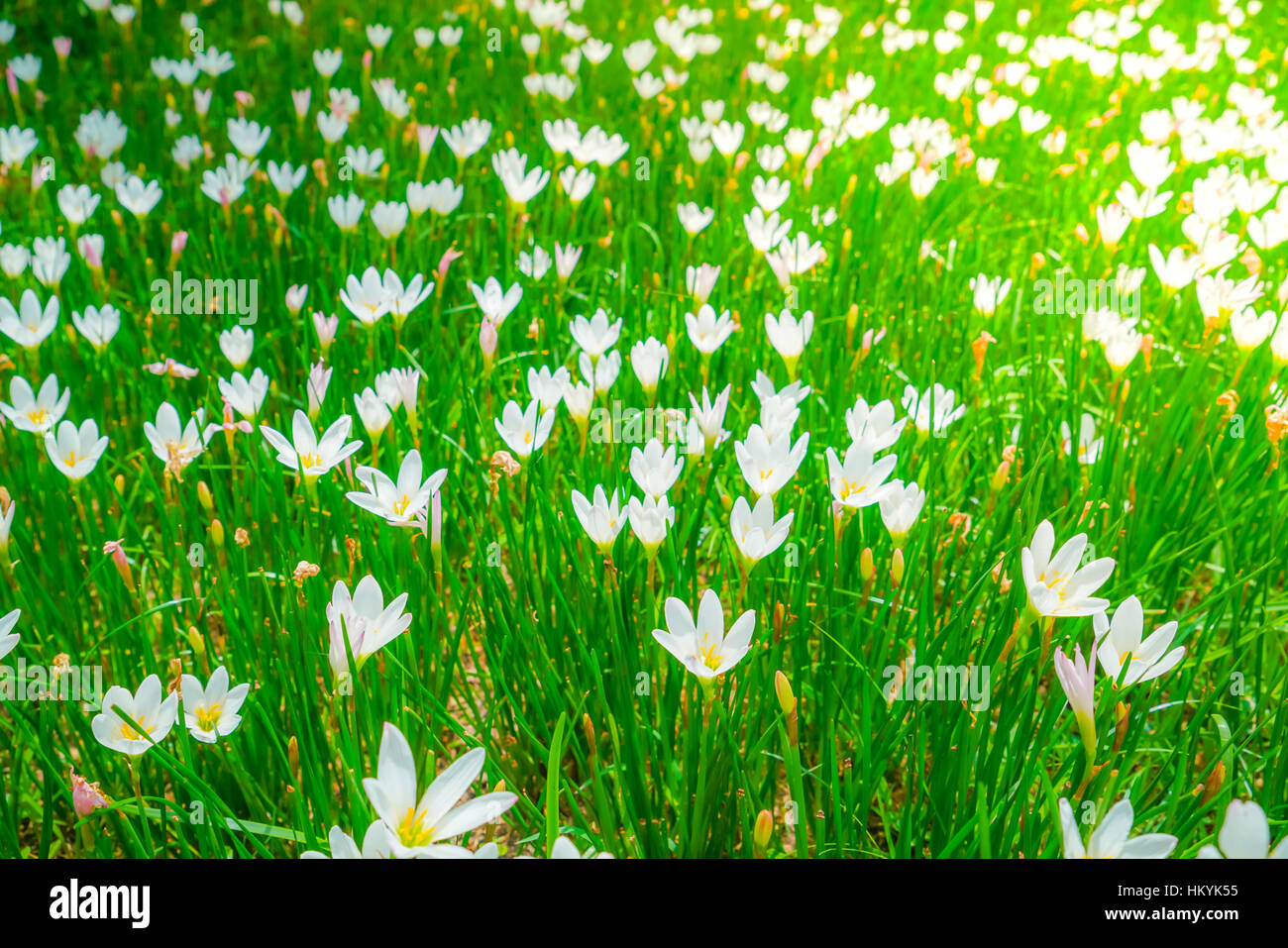 Beautiful White bunch flowers on green grass background Stock Photo - Alamy