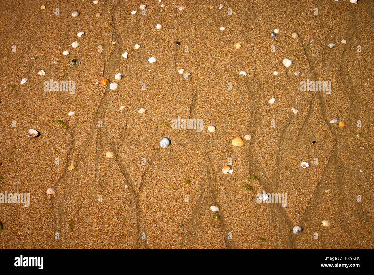 Sea shells creating wave patterns in sand Stock Photo - Alamy