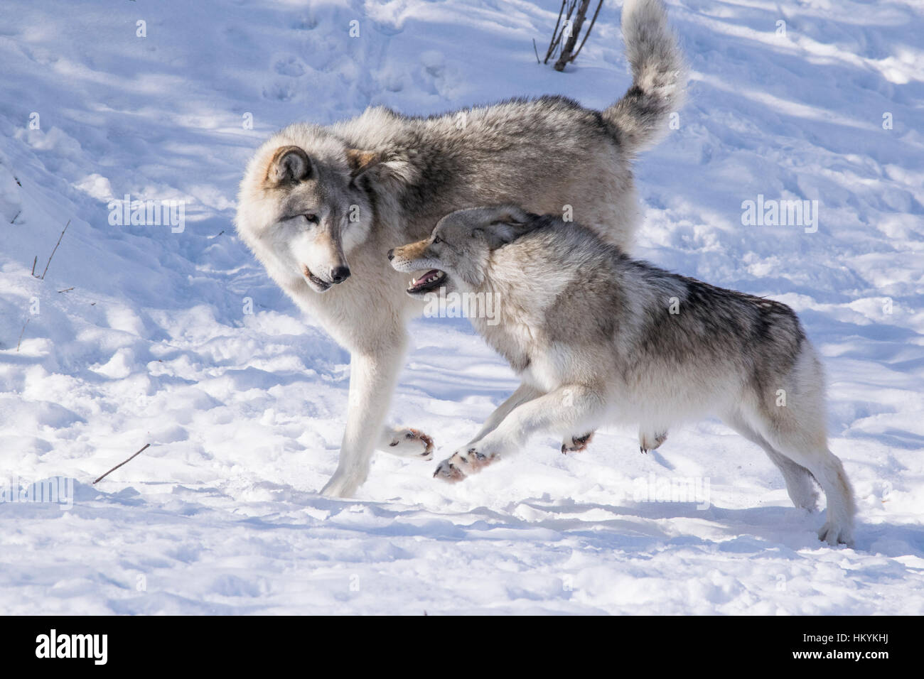 Two Timber Wolves playing Stock Photo - Alamy