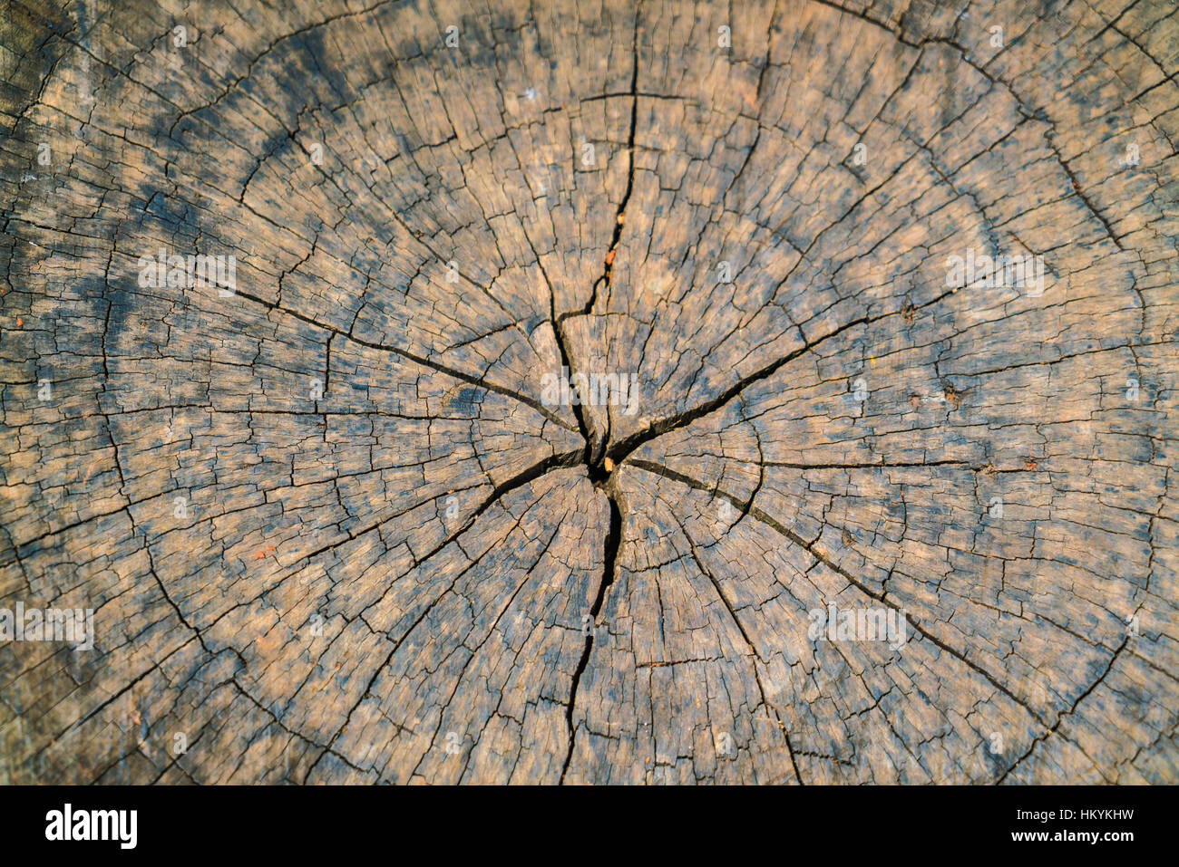 Close up of Stump tree Stock Photo - Alamy