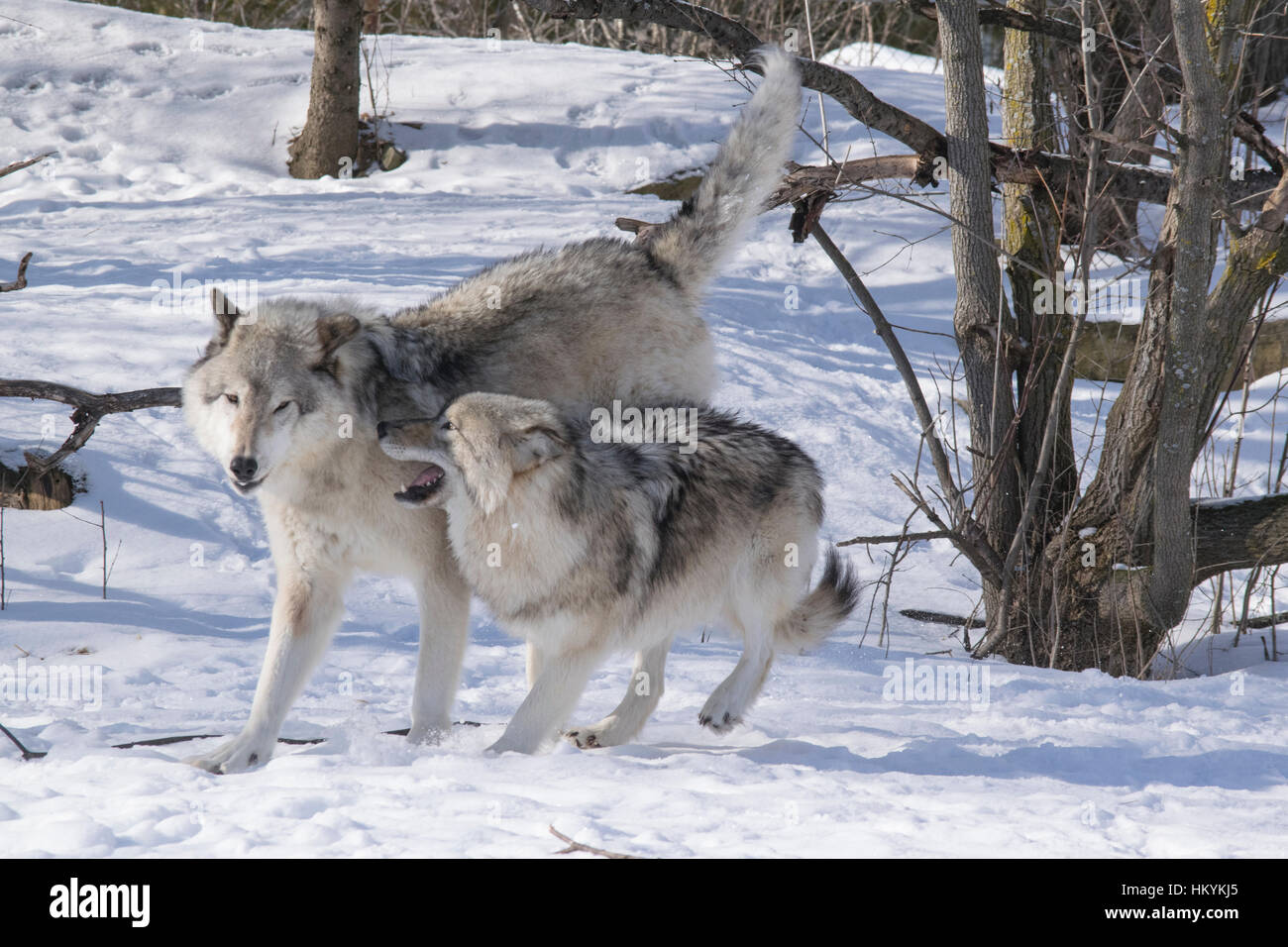 Two Timber Wolves playing Stock Photo - Alamy