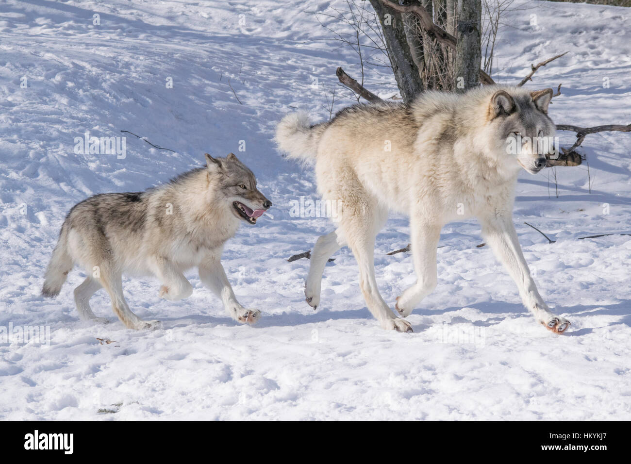 A pair of Timber Wolves Stock Photo - Alamy