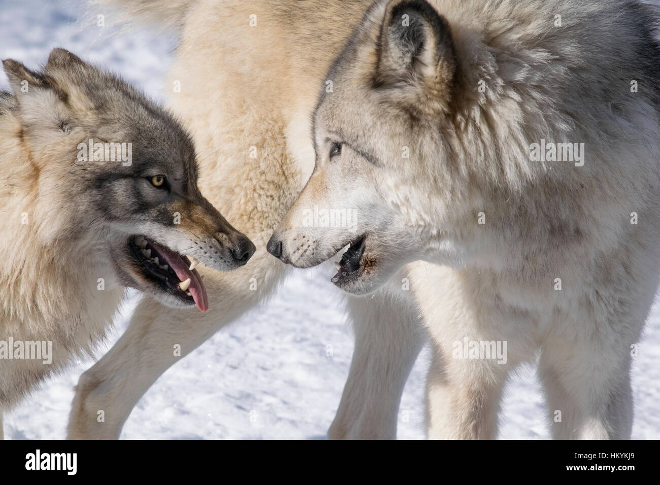 A pair of Timber Wolves Stock Photo - Alamy