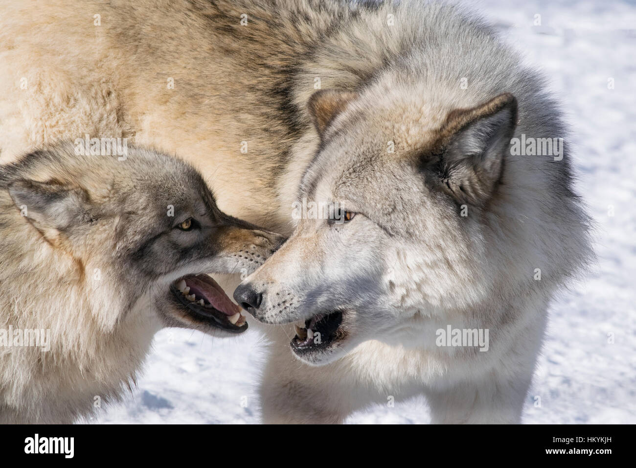 A pair of Timber Wolves Stock Photo - Alamy