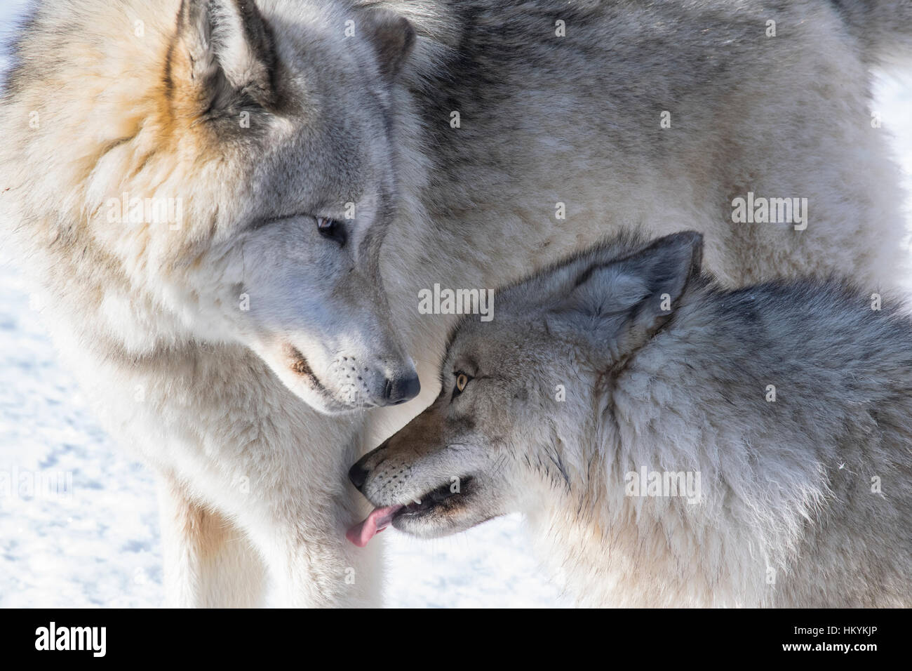 A pair of Timber Wolves Stock Photo - Alamy