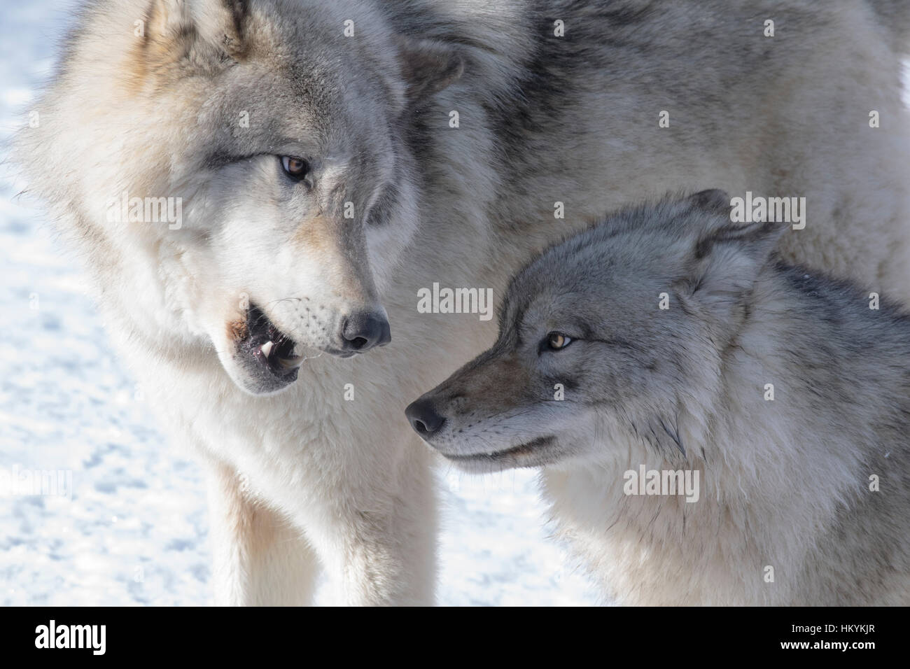 A pair of Timber Wolves Stock Photo - Alamy