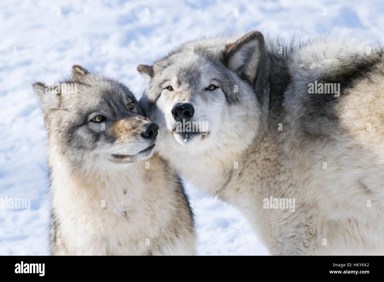 A pair of Timber Wolves Stock Photo - Alamy